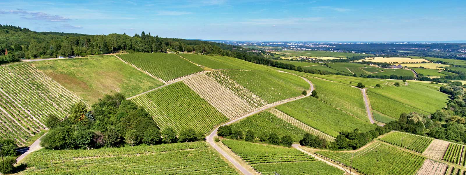 Hallgartener Hendelberg - Balthasar Ress DE